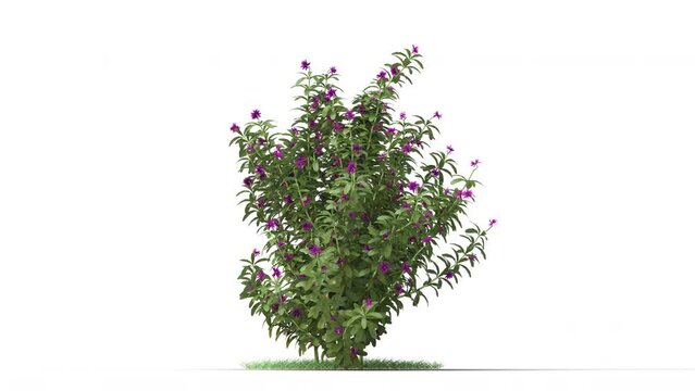 Flower Growing Animation Images – Browse 6,142 Stock Photos, Vectors ...