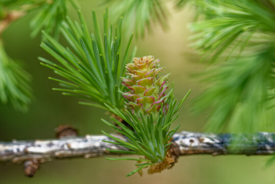 รูปภาพMicrostrobilus – เลือกดูภาพถ่ายสต็อก เวกเตอร์ และวิดีโอ208 ...