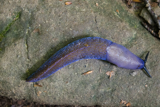 "Slippery Animal" Images – Browse 12 Stock Photos, Vectors, and Video ...