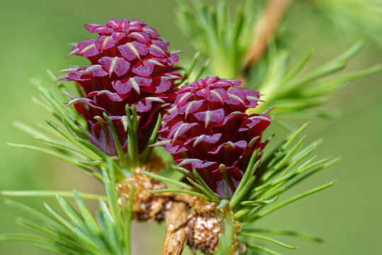 รูปภาพMicrostrobilus – เลือกดูภาพถ่ายสต็อก เวกเตอร์ และวิดีโอ208 ...