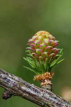 รูปภาพMicrostrobilus – เลือกดูภาพถ่ายสต็อก เวกเตอร์ และวิดีโอ208 ...