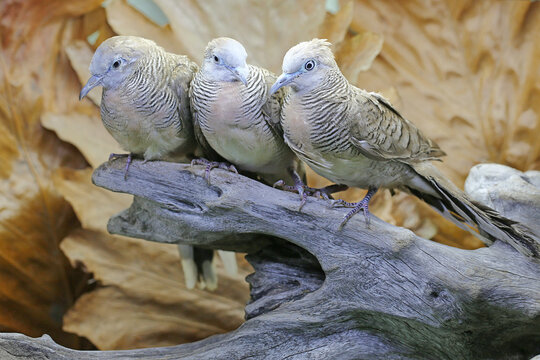 รูปภาพKurokutok – เลือกดูภาพถ่ายสต็อก เวกเตอร์ และวิดีโอ2,361 | Adobe Stock