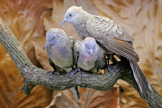 Kurokutok Bilder – Durchsuchen 1,578 Archivfotos, Vektorgrafiken und ...