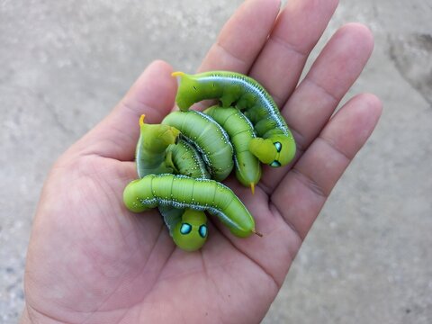 Pupate-Bilder: Stock-Fotos & -Videos. | Adobe Stock