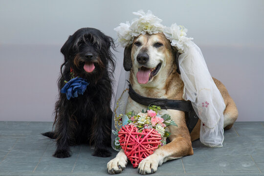 Dogs Getting Married