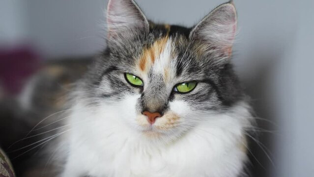 Counch Images – Browse 179 Stock Photos, Vectors, and Video | Adobe Stock