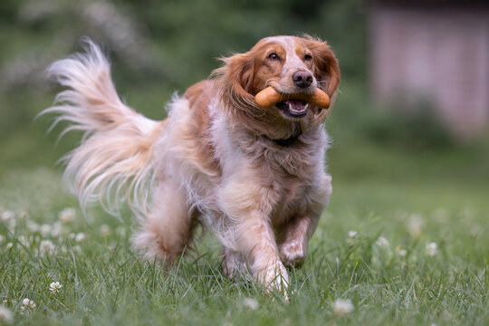 Bernhard photos, images, assets | Adobe Stock