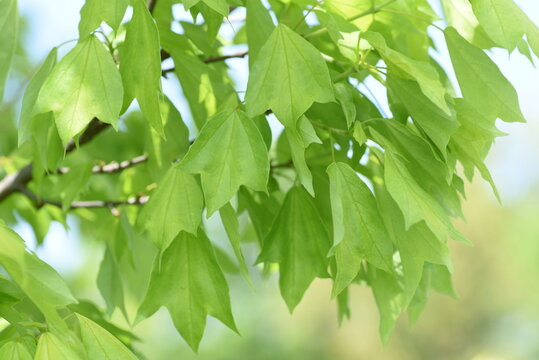 "Trident Maple" Images – Browse 540 Stock Photos, Vectors, and Video ...