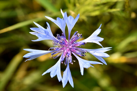 รูปภาพCyani – เลือกดูภาพถ่ายสต็อก เวกเตอร์ และวิดีโอ808 | Adobe Stock