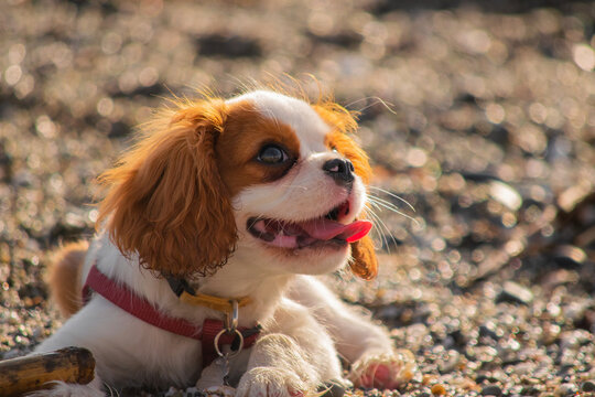 Contento Images – Browse 4,752 Stock Photos, Vectors, and Video | Adobe ...