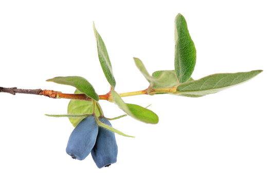 Kinnip Bilder – Durchsuchen 3,651 Archivfotos, Vektorgrafiken und ...