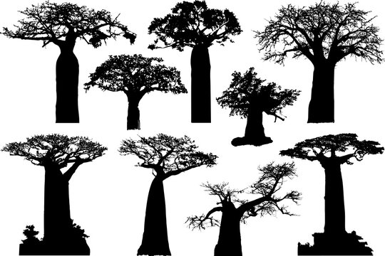 Imagens de Embondeiro – Explore Fotografias do Stock, Vetores e Vídeos ...