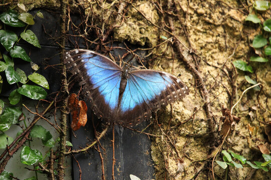"Common Morpho" Images – Browse 168 Stock Photos, Vectors, and Video ...