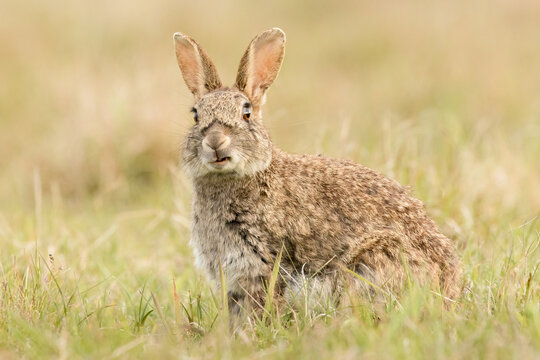 Cuniculus Images – Browse 17,198 Stock Photos, Vectors, and Video ...