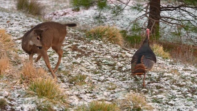 Deer Turkey Images – Browse 5,071 Stock Photos, Vectors, and Video ...