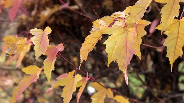 "Amur Maple" Images – Browse 625 Stock Photos, Vectors, and Video ...