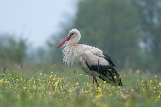 Bocian - Images et vidéos libres de droits | Adobe Stock