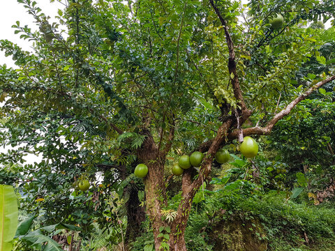 Imágenes de Totumo: descubre bancos de fotos, ilustraciones, vectores y ...