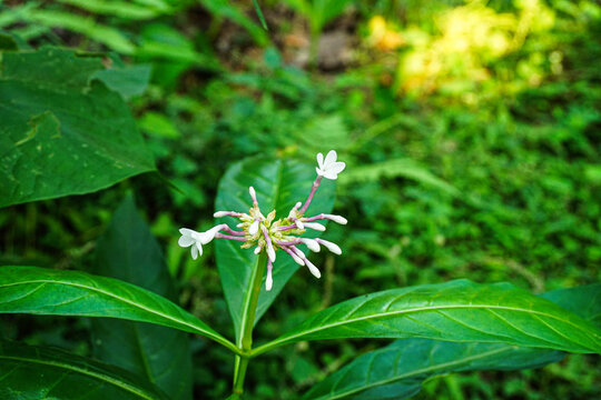 Snake-Root Images – Browse 543 Stock Photos, Vectors, and Video | Adobe ...