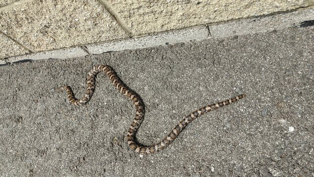 "Milk Snake" Images – Browse 2,872 Stock Photos, Vectors, and Video ...
