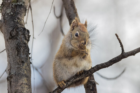 รูปภาพGranivore – เลือกดูภาพถ่ายสต็อก เวกเตอร์ และวิดีโอ2,308 | Adobe Stock