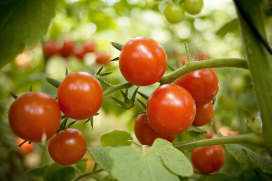 รูปภาพPenca – เลือกดูภาพถ่ายสต็อก เวกเตอร์ และวิดีโอ740 | Adobe Stock