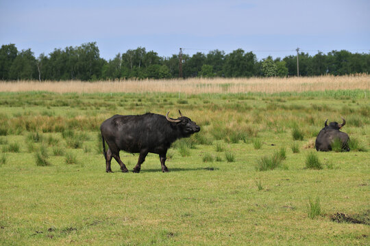 Carabeef Bilder – Durchsuchen 19,216 Archivfotos, Vektorgrafiken und ...