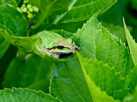 Blue Pacific Tree Frog