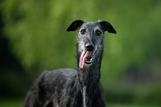 Simpering Bilder – Durchsuchen 19,163 Archivfotos, Vektorgrafiken und ...