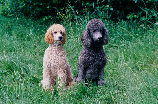 "Standard Poodles" Images – Browse 92 Stock Photos, Vectors, and Video ...