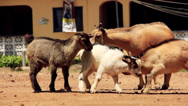 "Goat Fight" Images – Browse 30 Stock Photos, Vectors, and Video ...