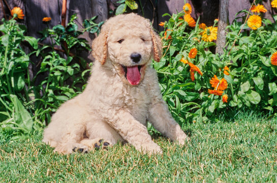 Labradoodles bilder – Bläddra bland 390 stockfoton, vektorer och videor ...