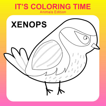 Xenops Coloring Page