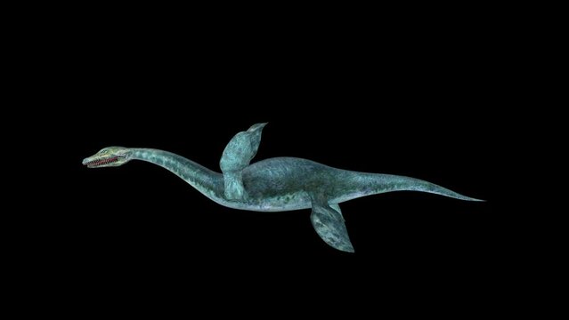 Plesiosaurus Video Footage – Browse 86 HD Stock Video and Footage ...