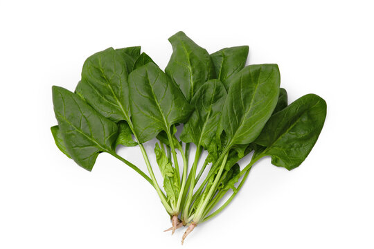 「Horenso」の写真素材 | 28件の無料イラスト画像 | Adobe Stock