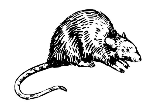 Rat Outline Images – Browse 96,976 Stock Photos, Vectors, and Video ...