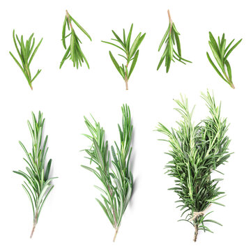 Sprig Images – Browse 1,435,941 Stock Photos, Vectors, and Video ...