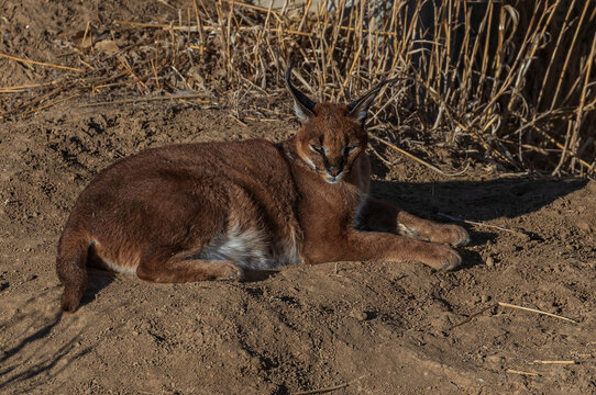 Linx Images – Parcourir 301 le catalogue de photos, vecteurs et vidéos ...