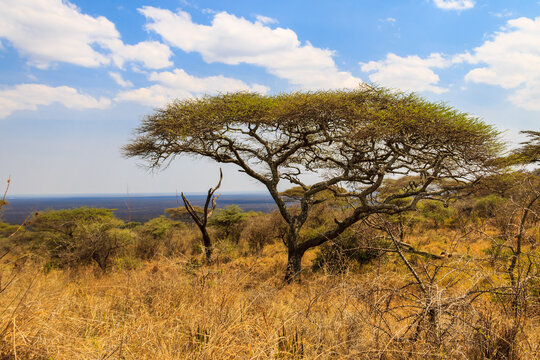 Kameeldoring Bilder – Durchsuchen 1,748 Archivfotos, Vektorgrafiken und ...