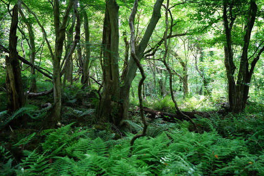 "Primeval Forest" Images – Browse 71,089 Stock Photos, Vectors, and ...