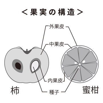 切り抜き画像 Images – Browse 9,992 Stock Photos, Vectors, and Video | Adobe Stock