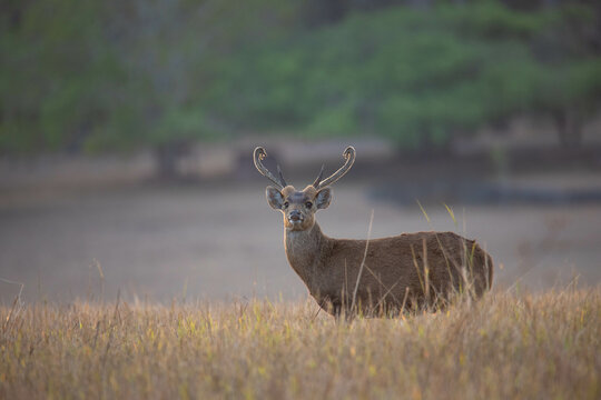 「Waterbok」の画像 - 10,505 件の Stock 写真、ベクターおよびビデオ | Adobe Stock