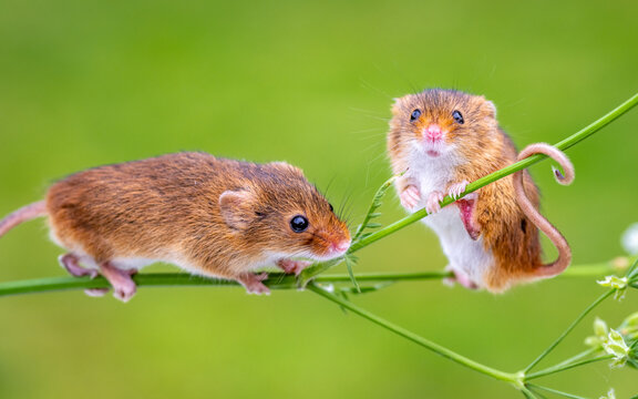 "Harvest Mice" Images – Parcourir 466 le catalogue de photos, vecteurs et vidéos | Adobe Stock