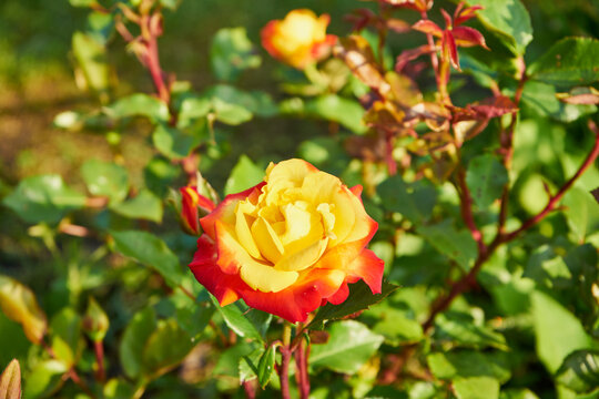 Roze Bilder – Durchsuchen 6,740 Archivfotos, Vektorgrafiken und Videos ...