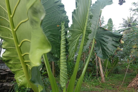 Colocasia Bilder – Durchsuchen 7,124 Archivfotos, Vektorgrafiken und ...