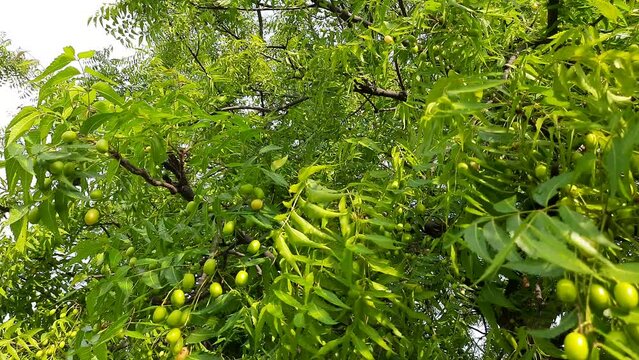 Neem Tree Fruit Neem (Azadirachta Indica) · INaturalist