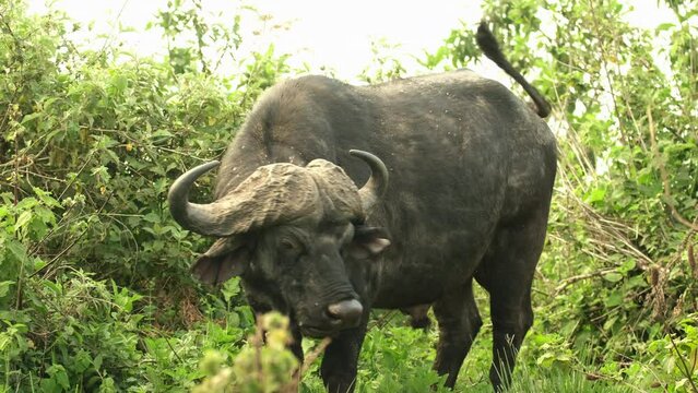 "African Buffalo" Images – Browse 20,388 Stock Photos, Vectors, and ...