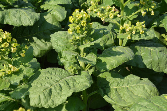 รูปภาพMakhorka – เลือกดูภาพถ่ายสต็อก เวกเตอร์ และวิดีโอ371 | Adobe Stock