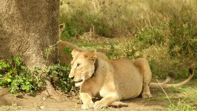 Gadflies Images – Browse 31,324 Stock Photos, Vectors, and Video ...