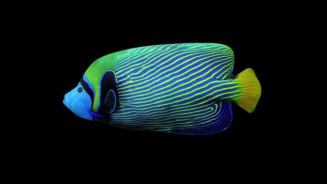 รูปภาพGlass-Fish – เลือกดูภาพถ่ายสต็อก เวกเตอร์ และวิดีโอ593 | Adobe Stock